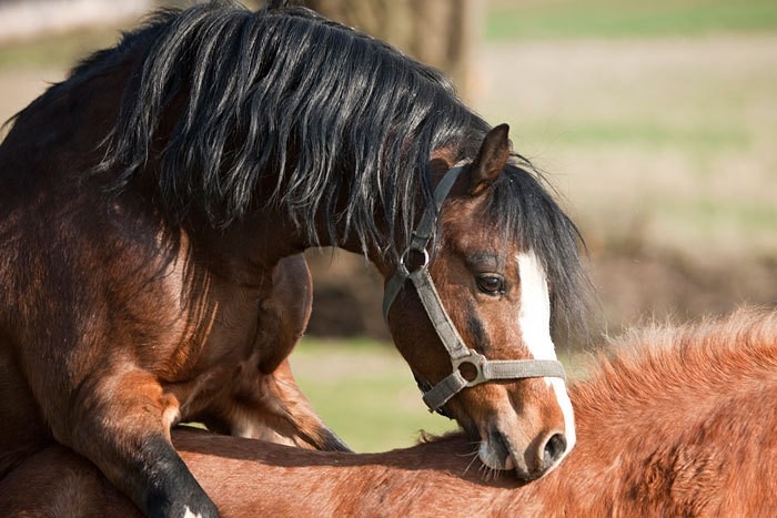 Was tun bei Wallachen mit Hengstmanieren?